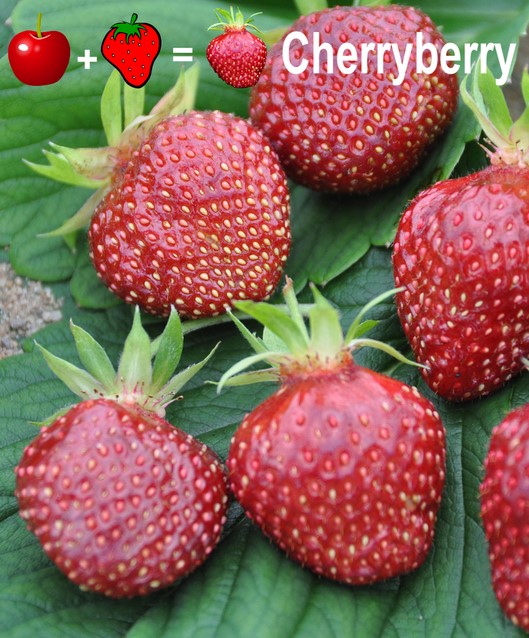 Acheter Fraise Cherryberry? Commandez en ligne au Jardinerie Koeman