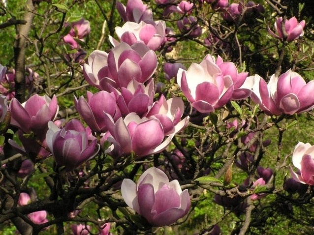 Acheter Magnolia de Chine (Magnolia Soulangeana)? Commandez en ligne au ...