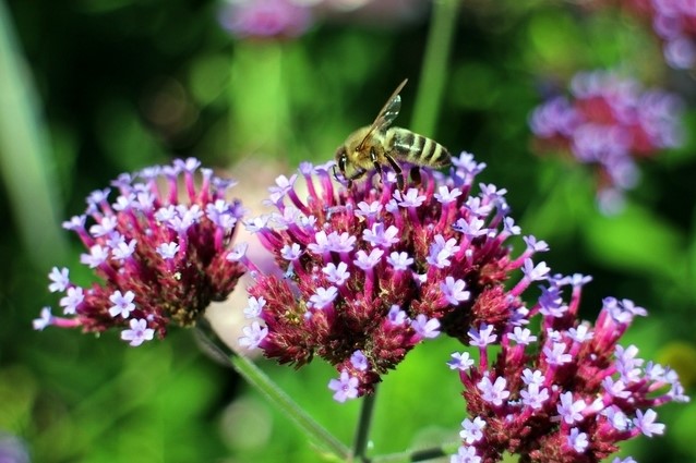 IJzerhard (Verbena Bonariensis) Jardinerie koeman