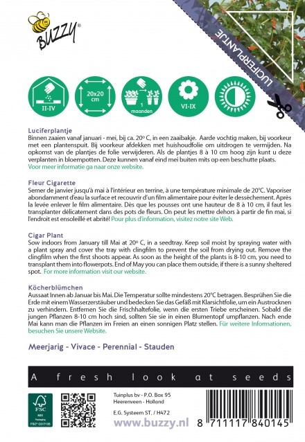 Luciferplantje - Buzzy House Plants Jardinerie koeman