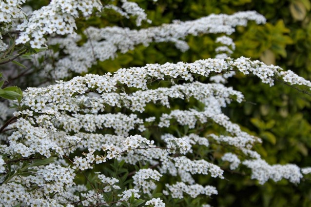 Acheter Spiraea Arguta Spirée? Commandez en ligne au Jardinerie Koeman