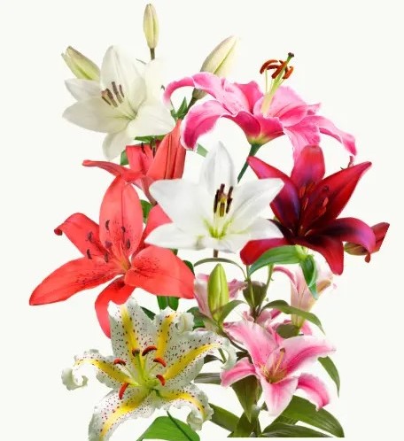 Acheter Lis Parfum en Mélange? Commandez en ligne au Jardinerie Koeman