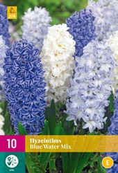 Achteter Bulbes de jacinthes en ligne a jardinieriekoeman.fr