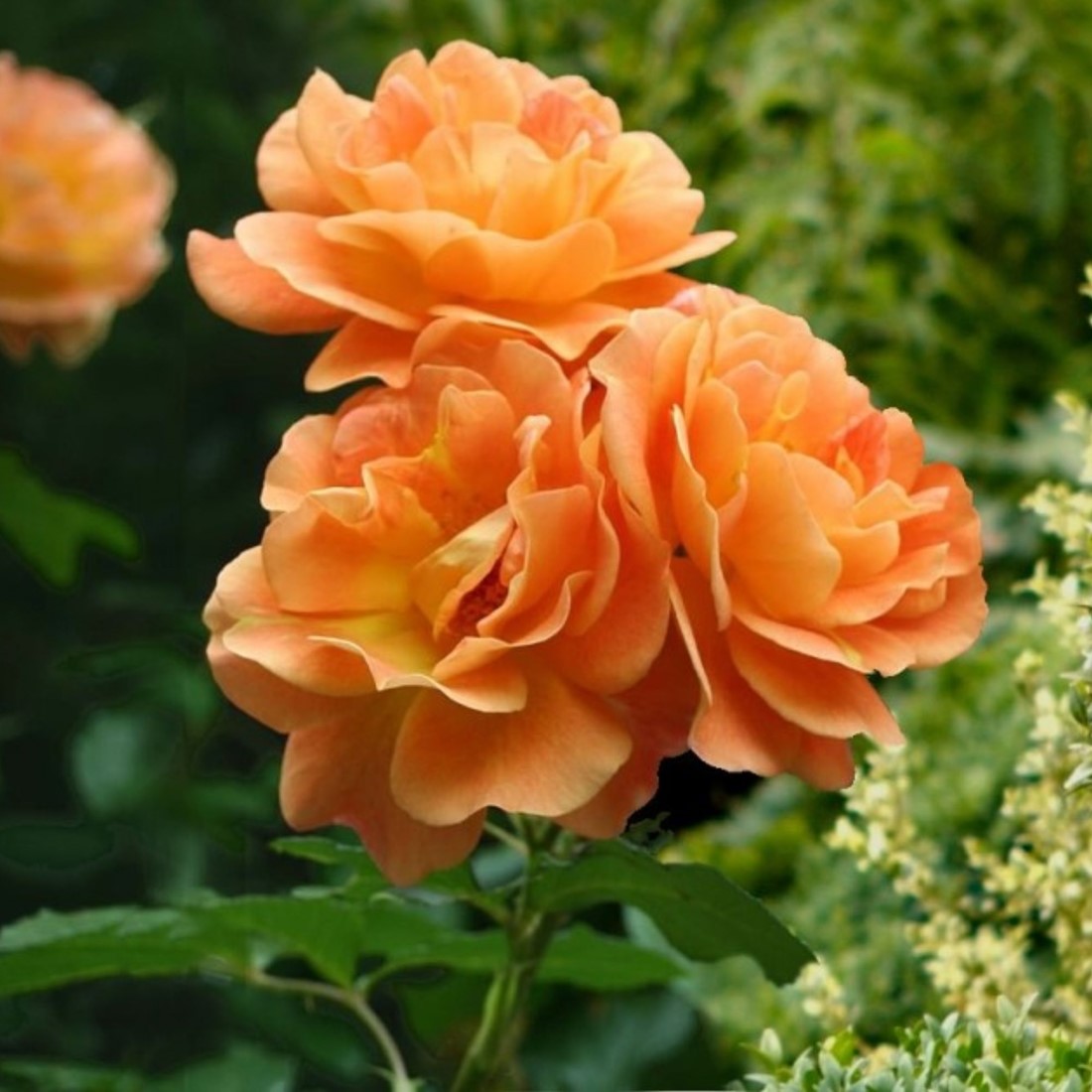Acheter Rosa Orange Climber - Rosier Grimpant? Commandez en ligne au ...