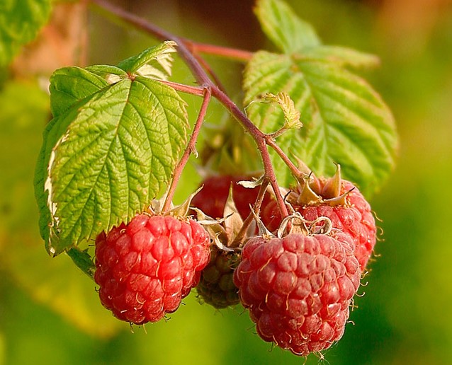Acheter Rubus Idaeus Malling Promise - Framboisier? Commandez en ligne ...