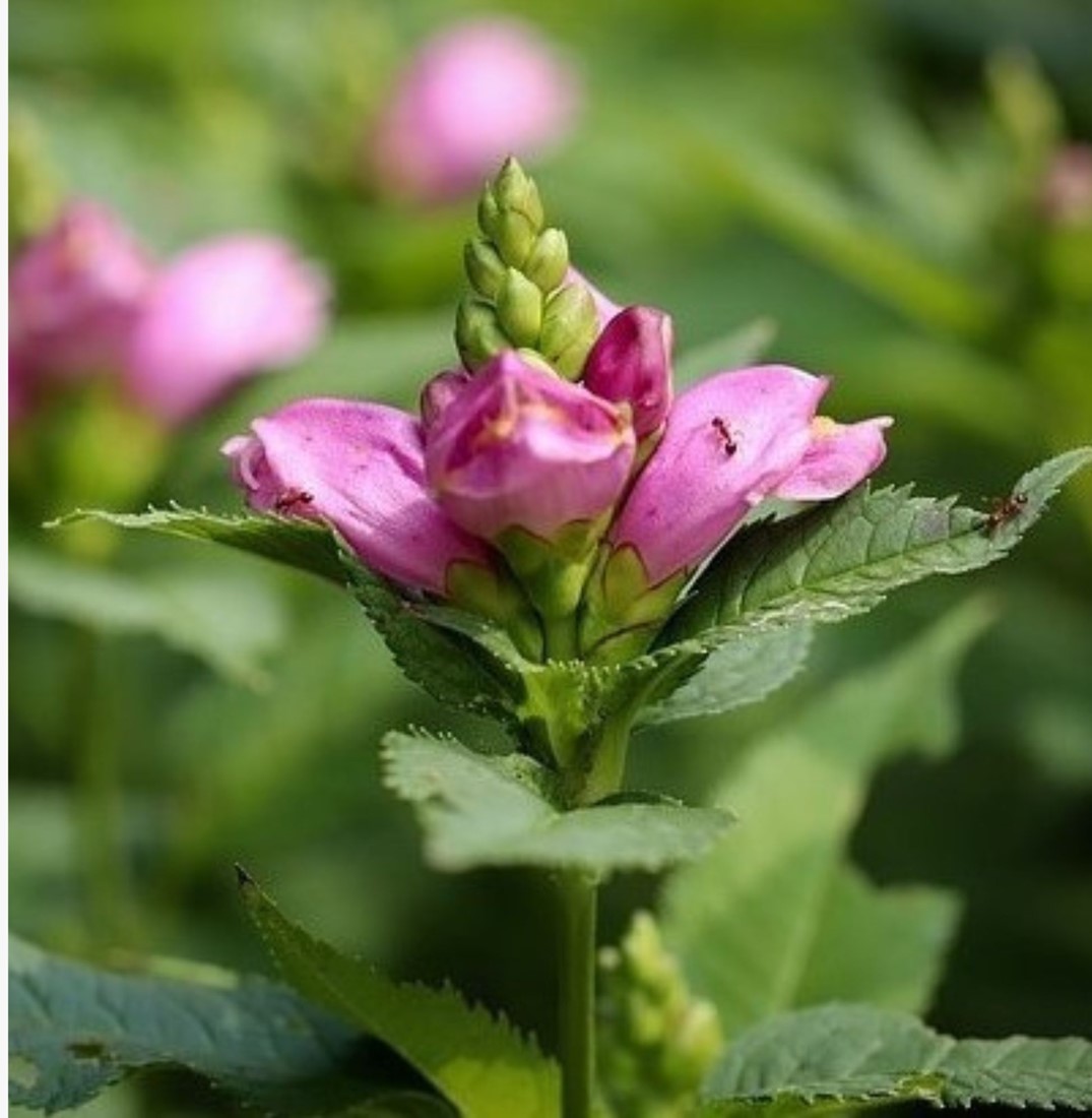Acheter Galane oblique - Chelone Obliqua? Commandez en ligne au ...
