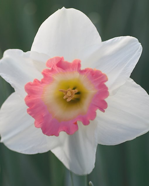 Acheter Narcisses Pink Charm - Narcissus? Commandez en ligne au ...