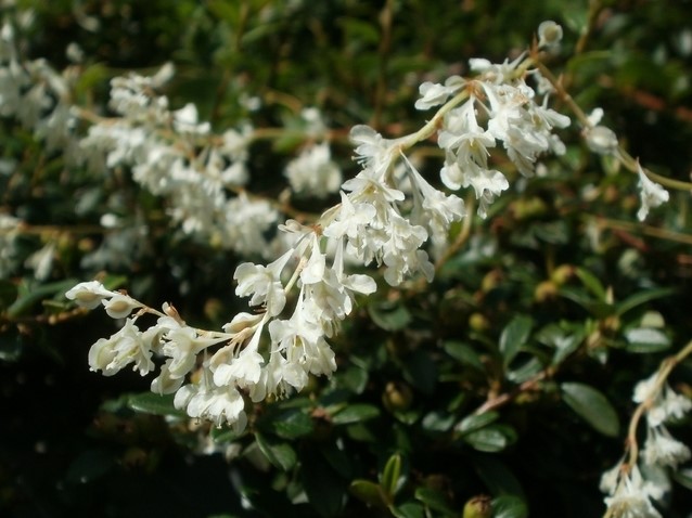 Acheter Renouée d'Aubert (Fallopia Aubertii)? Commandez en ligne au ...