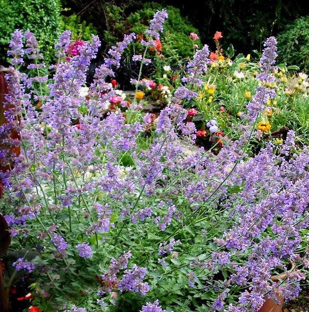 Acheter Herbe à Chats Six Hills Giant - Nepeta (Pack de Six)? Commandez en ligne au Jardinerie ...