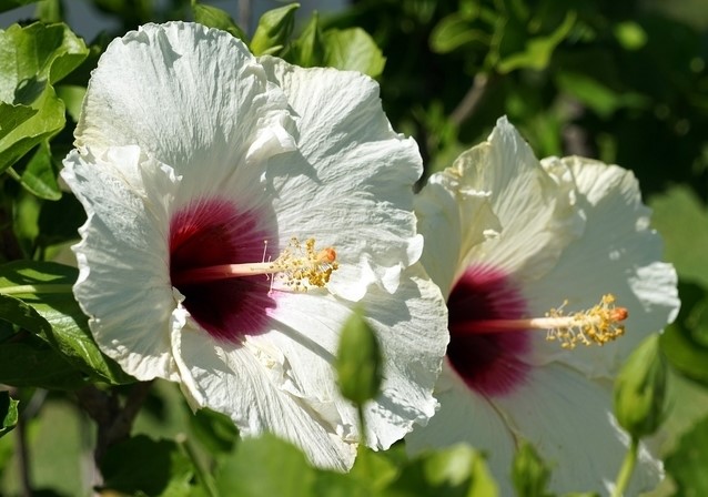 Acheter Althea Red Heart - Hibiscus? Commandez en ligne au Jardinerie ...