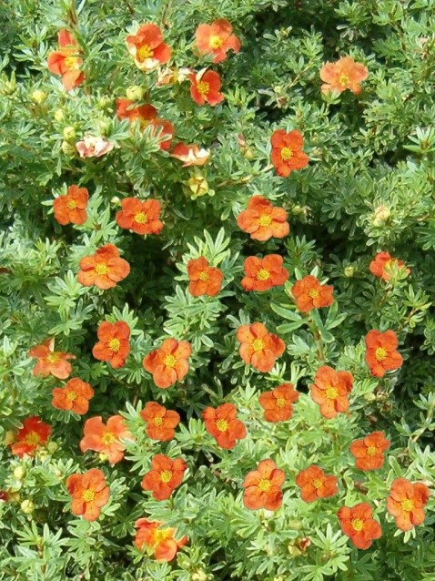 Acheter Potentilla Fruticosa Red Ace - Potentille frutescente ...