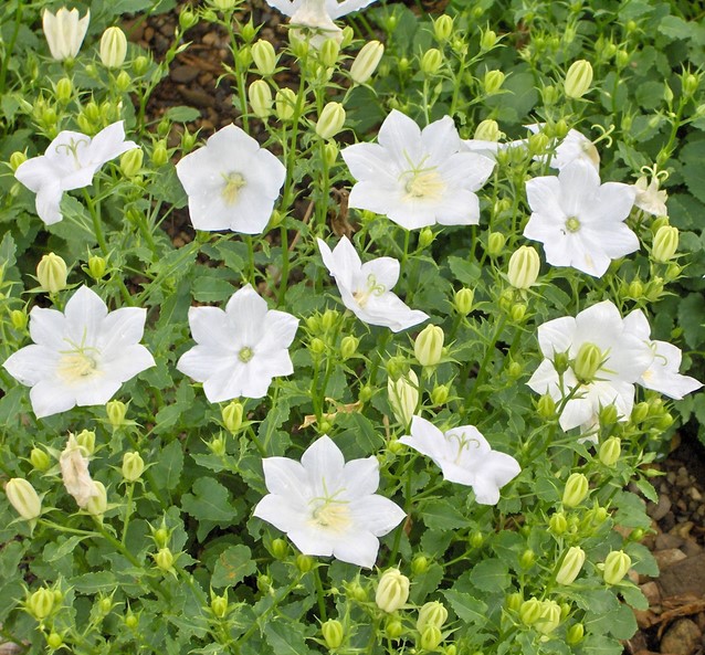 Klokjesbloem Witte Clips - Campanula carpatica Sixpack Jardinerie koeman