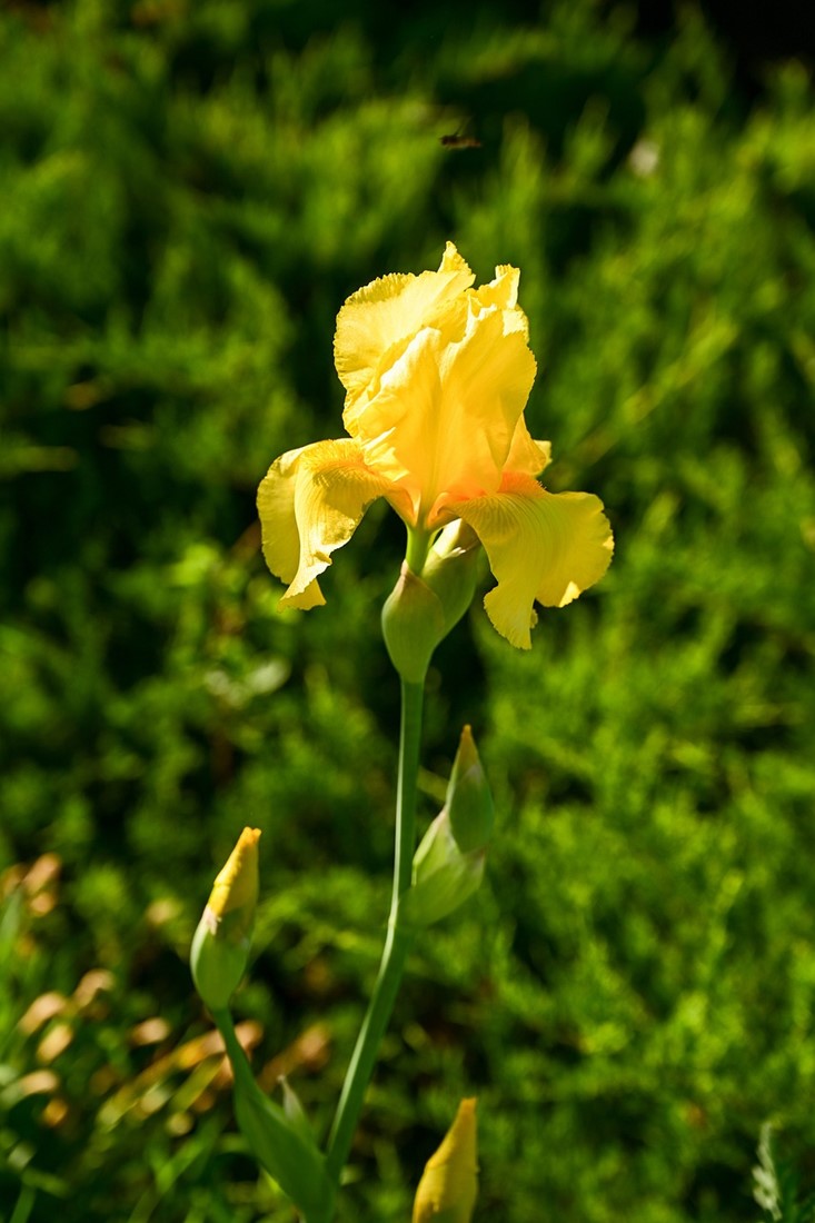 Acheter Iris d'Allemagne Lime Fizz - Iris Germanica? Commandez en ligne ...