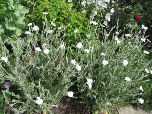 Lychnis coronaria Alba – Witte prikneus Jardinerie koeman