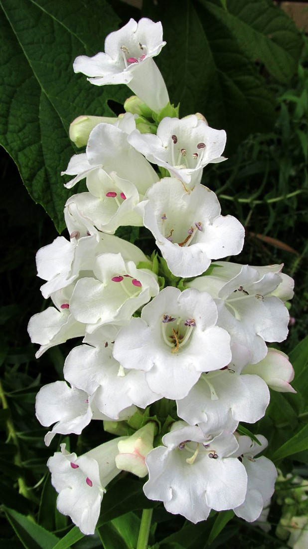 Acheter Penstemon White Bedder – Galane? Commandez en ligne au ...