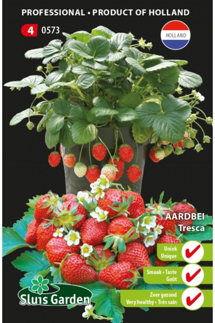 Acheter Fraisier Tresca? Commandez en ligne au Jardinerie Koeman