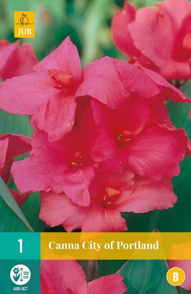 Acheter Canna Rose? Commandez en ligne au Jardinerie Koeman