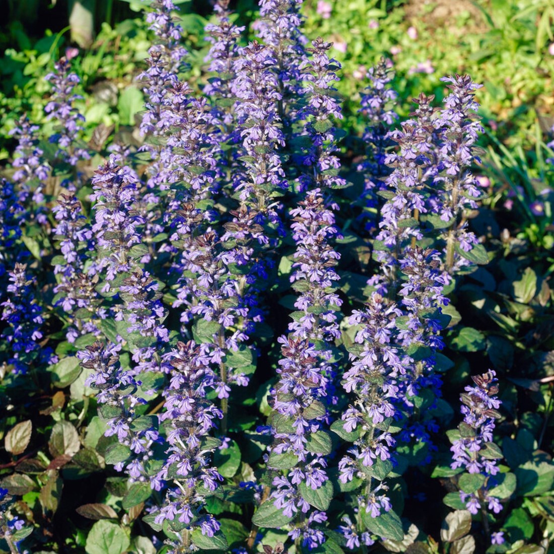 Kruipend zenegroen Atropurpurea - Ajuga reptans Jardinerie koeman