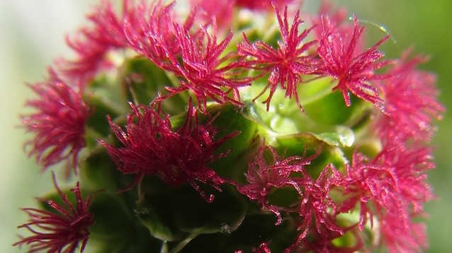 Acheter La Pimprenelle - Petite pimprenelle (Sanguisorba minor ...