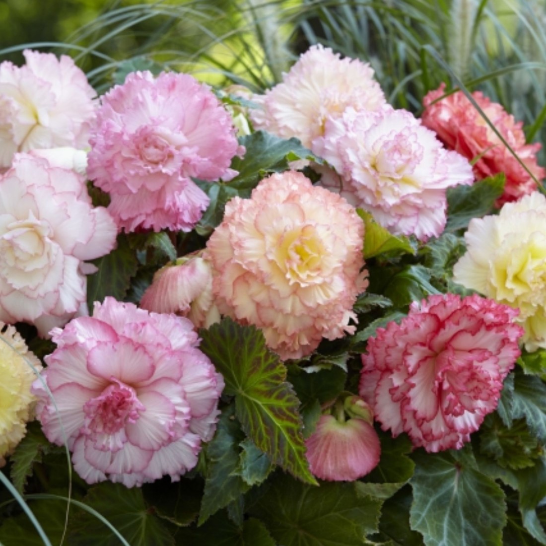 Acheter Begonia double Samba? Commandez en ligne au Jardinerie Koeman