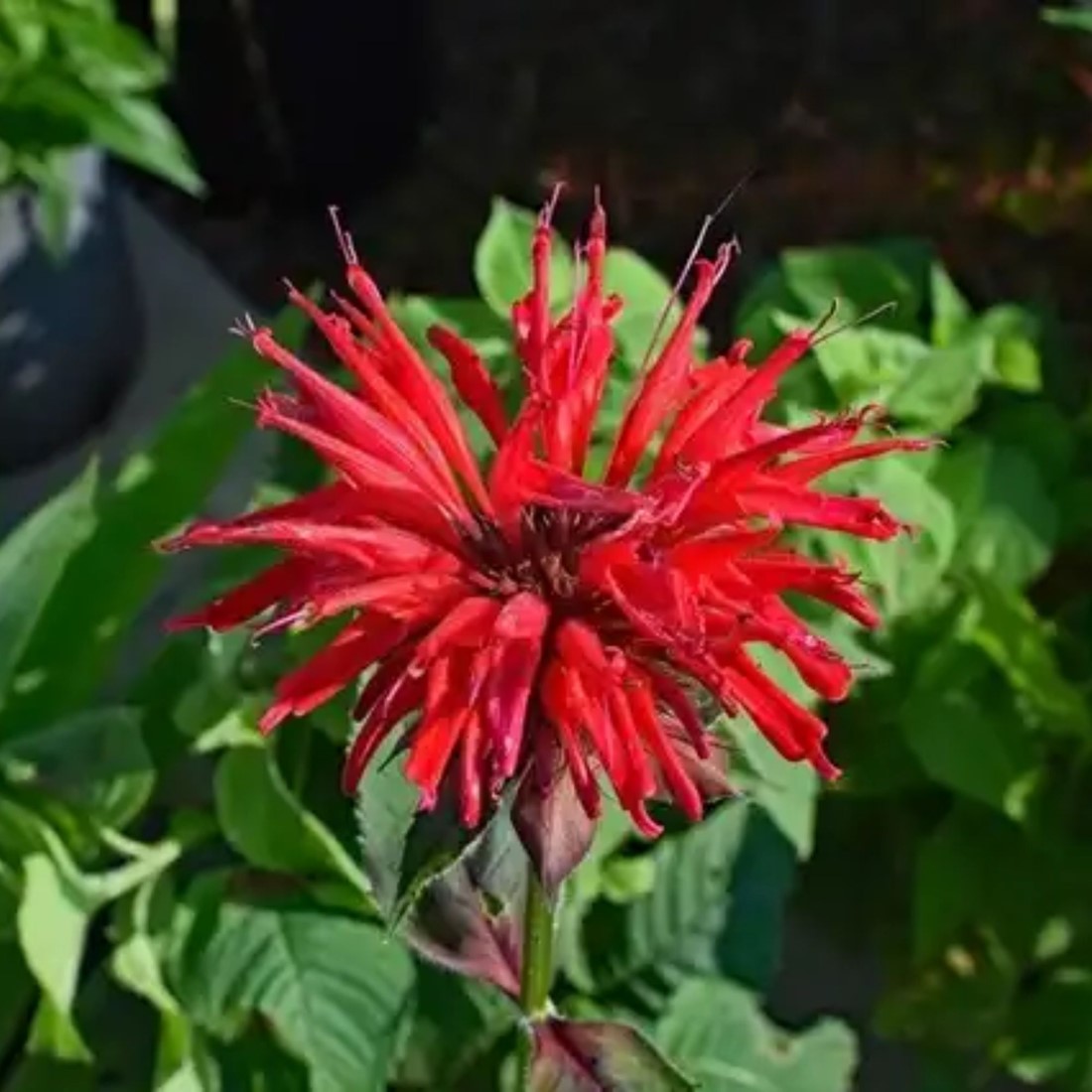 Acheter Monarde Cambridge Scarlet - Monarda (Pack de Trois)? Commandez ...