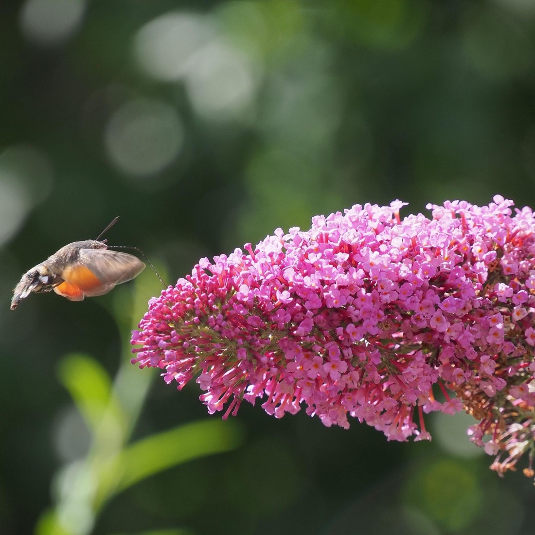 Acheter Arbre à papillon - Buddleja Rose? Commandez en ligne au ...