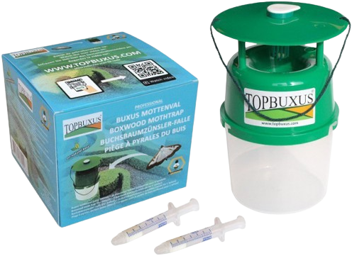 Buxus Mottenval - Topbuxus Jardinerie koeman