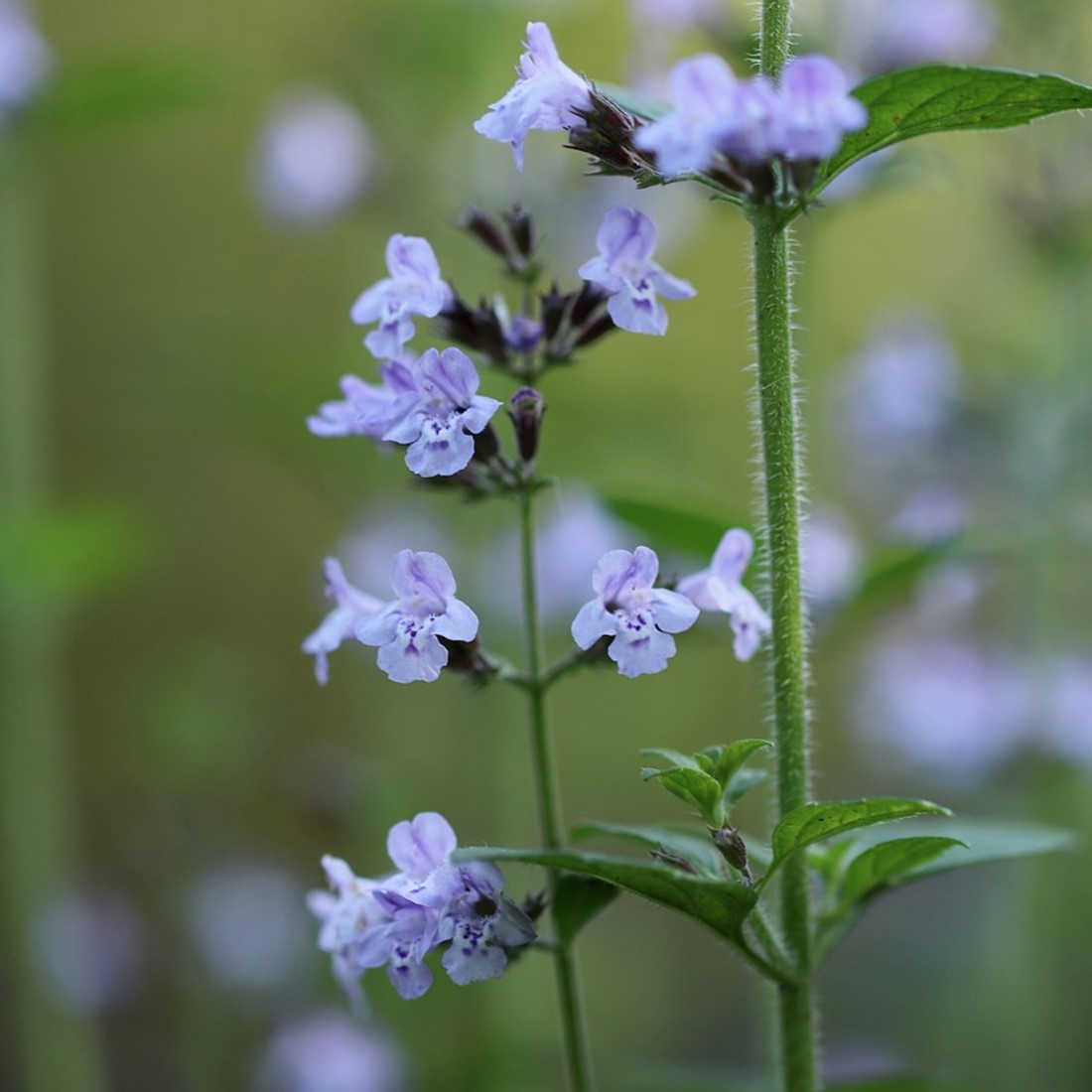 Acheter Calamintha Blue Cloud – Calament? Commandez en ligne au ...