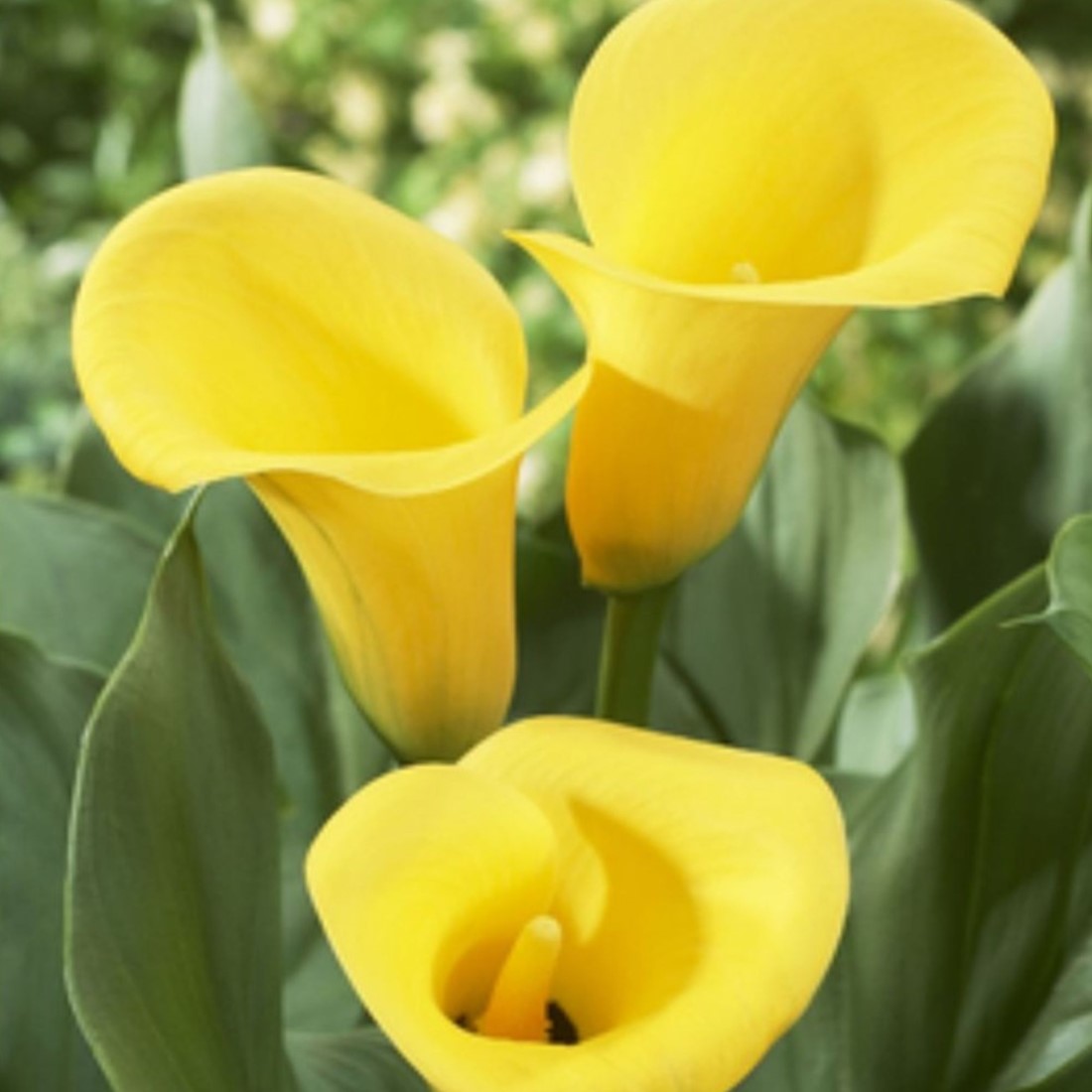 Aronskelk Geel - Calla Jardinerie koeman