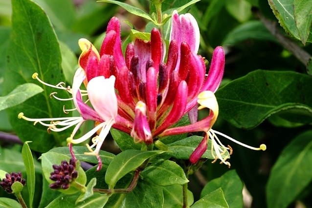Acheter Lonicera Heckrottii Goldflame - Chèvrefeuille? Commandez en ...