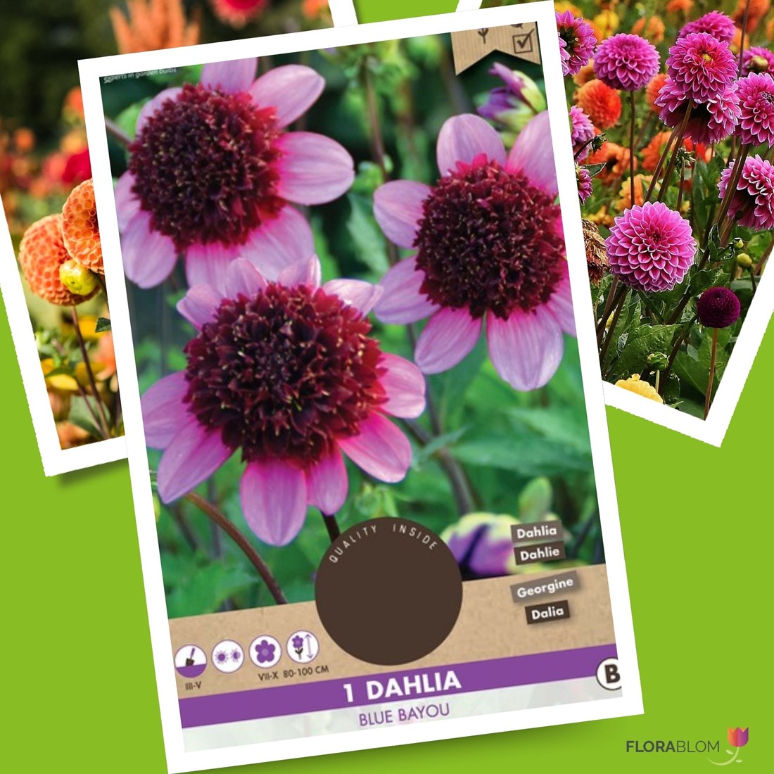 Acheter Dahlia Blue Bayou Dahlia? Commandez en ligne au Jardinerie Koeman