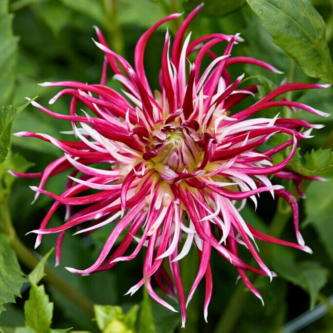 Acheter Dahlia Hollyhill Spiderwoman? Commandez en ligne au Jardinerie ...