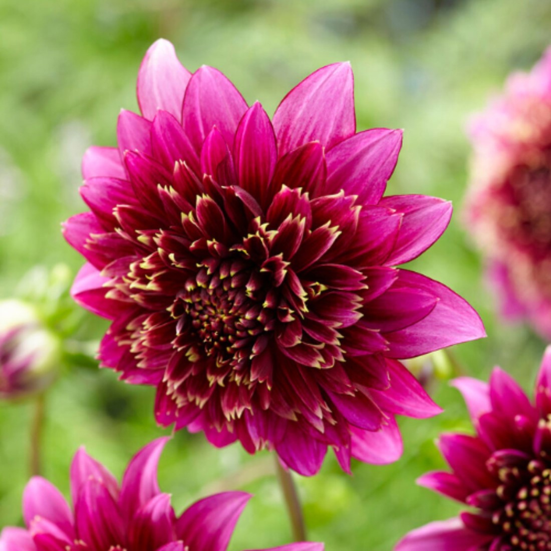 Acheter Dahlia Anemone Mambo? Commandez en ligne au Jardinerie Koeman