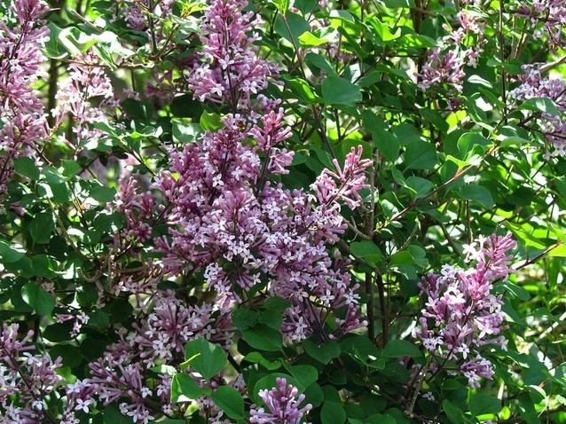 Acheter Syringa Meyeri « Palibin » - Lilas Nain? Commandez en ligne au ...