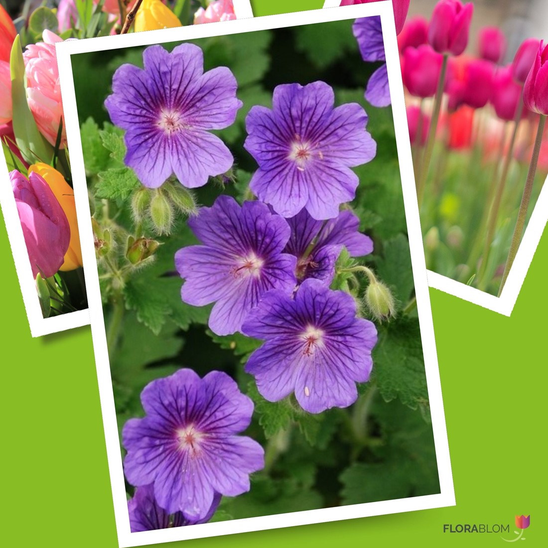 Acheter Géranium Rozanne - Geranium (pack de six)? Commandez en ligne ...