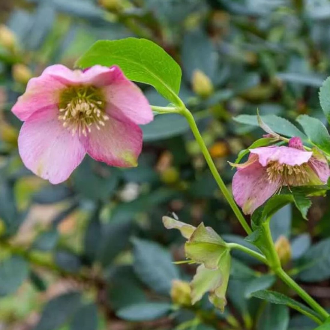 Helleborus orientalis Pretty Ellen Pink - Kerstroos / Lenteroos ...