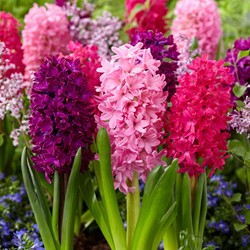 Achteter Bulbes de jacinthes en ligne a Jardinerie Koeman