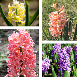 Achteter Bulbes de jacinthes en ligne a jardinieriekoeman.fr