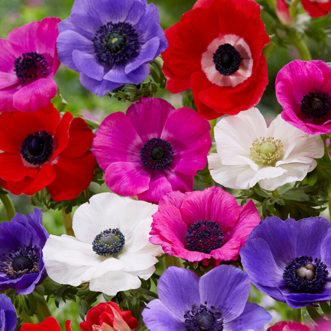 Anemoon de Caen Mix - Anemone coronaria Jardinerie koeman