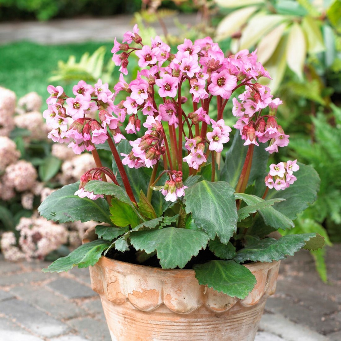 Schoenlappersplant - Bergenia cordifolia (Sixpack) Jardinerie koeman