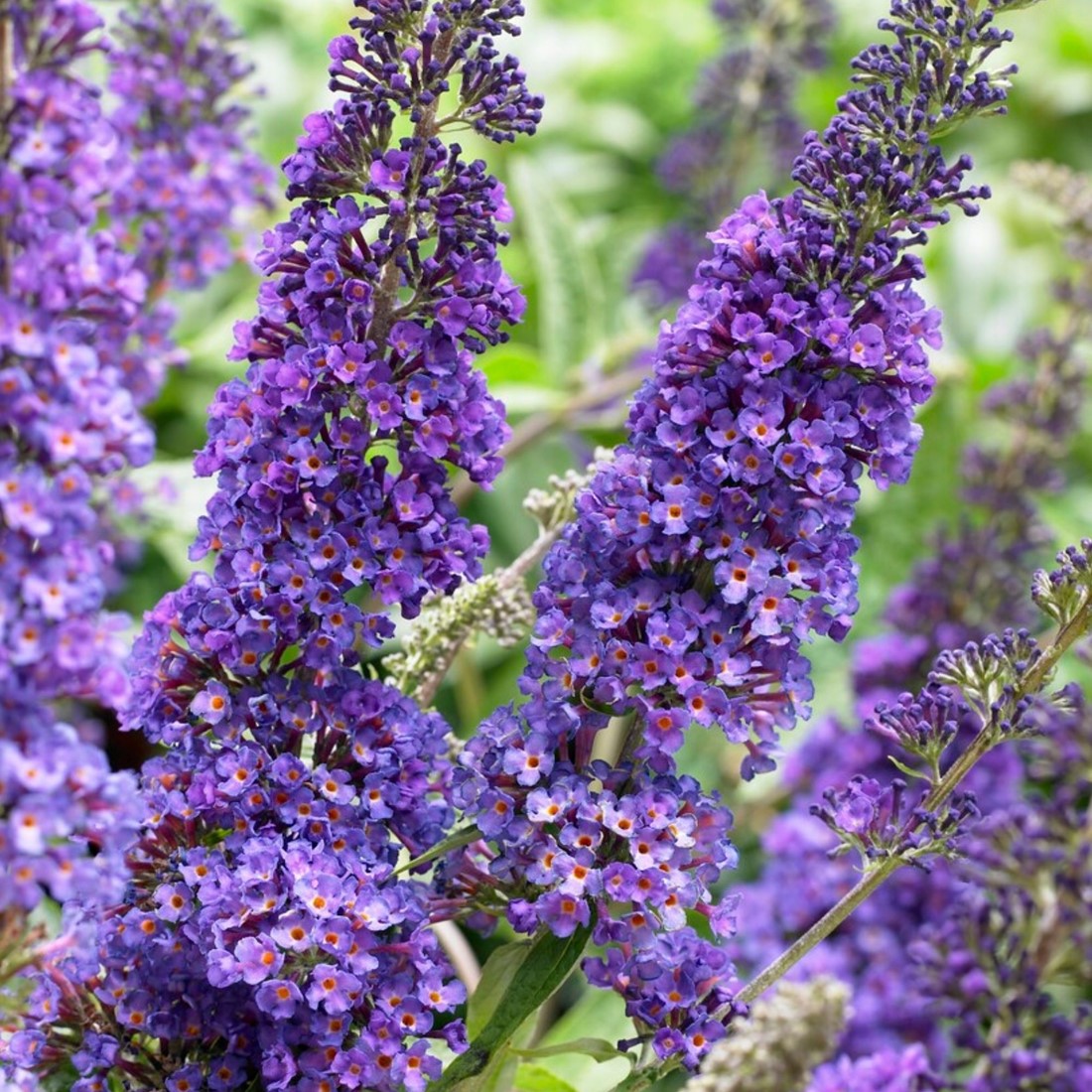 Vlinderstruik Empire Blue - Buddleja Jardinerie koeman