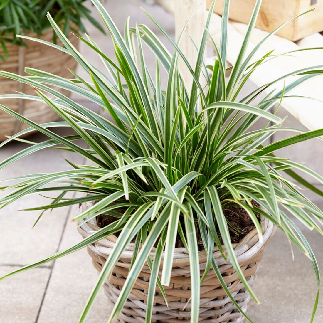 Siergras Zegge Ice Dance - Carex morrowii (Sixpack) Jardinerie koeman