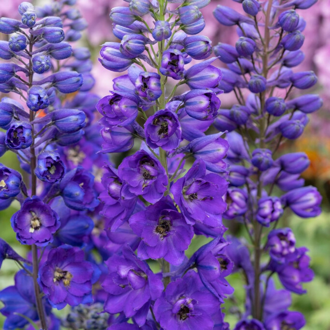 Ridderspoor - Delphinium (P) Black Knight (Driepack) Jardinerie koeman