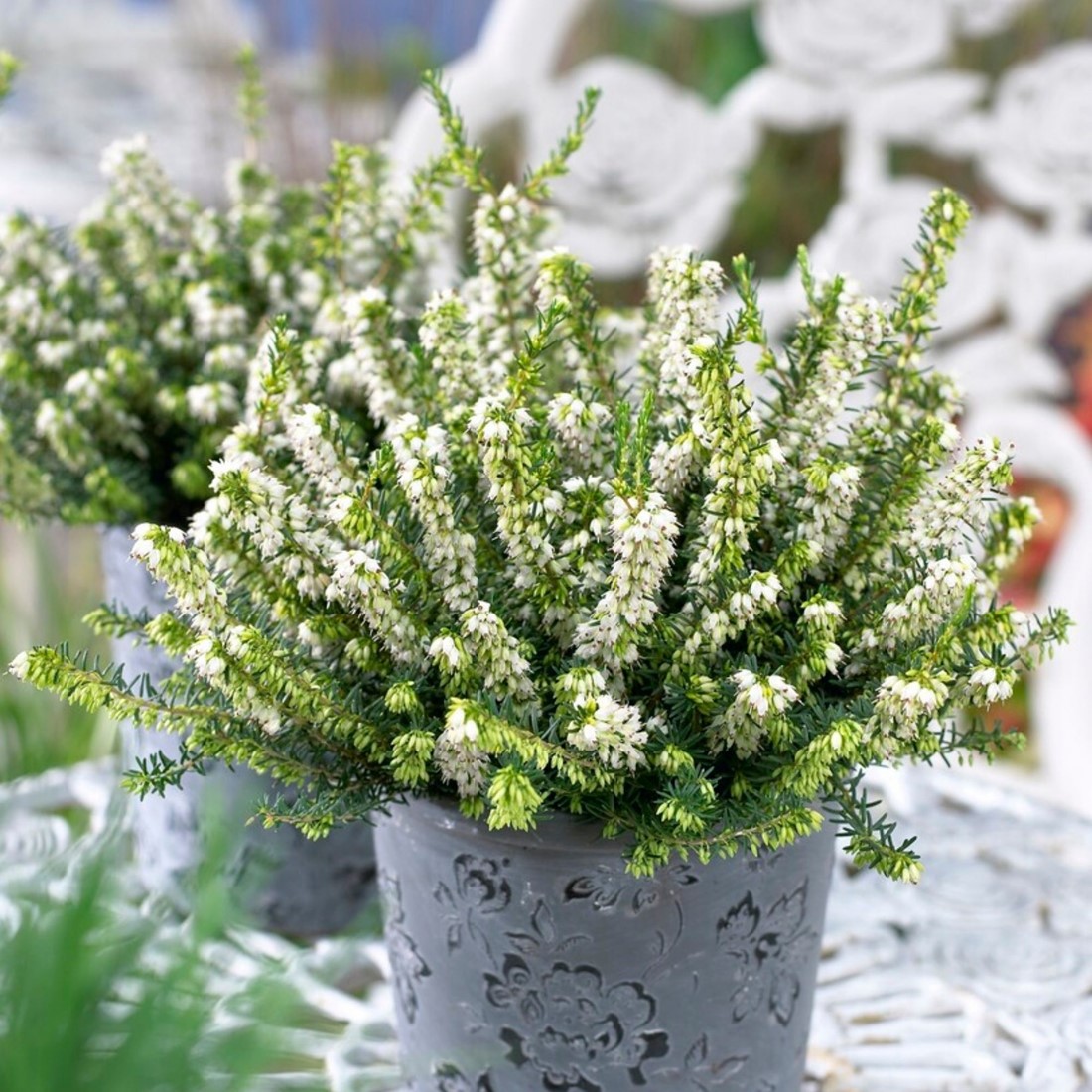 Winterheide White Perfection - Erica (Sixpack) Jardinerie koeman