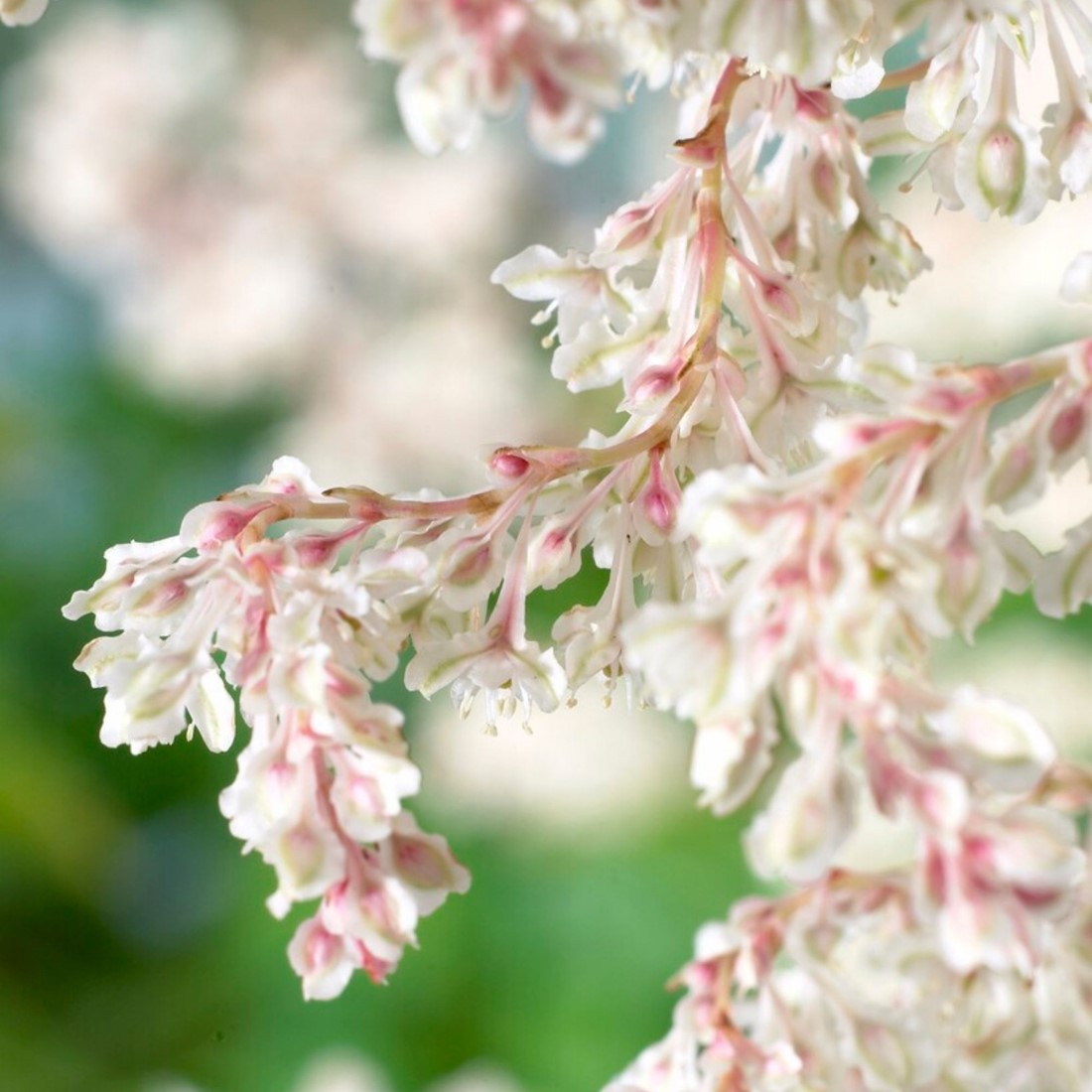 Acheter Renouée d'Aubert (Fallopia Aubertii)? Commandez en ligne au ...