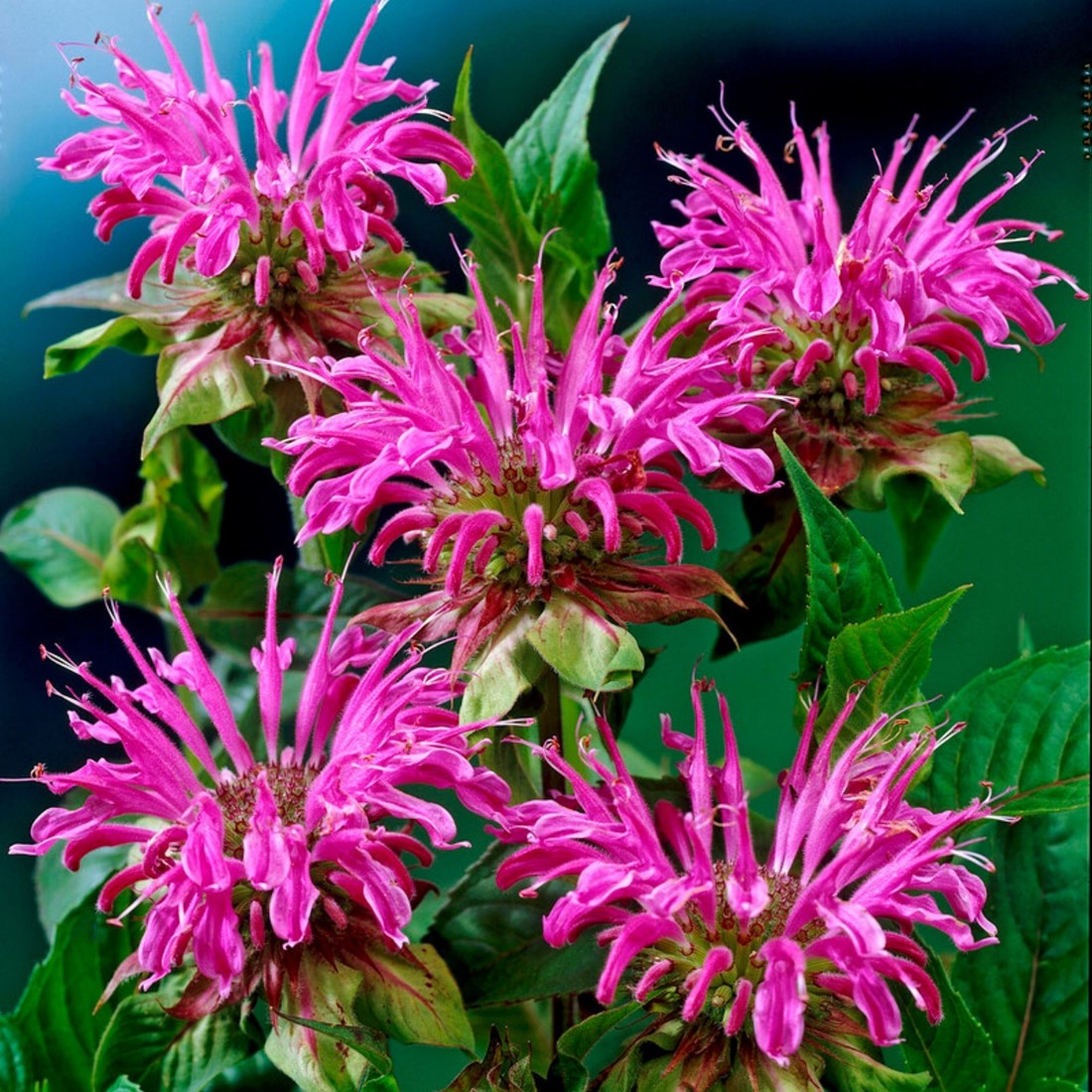 Acheter La Monarde - Monarda Prärienacht? Commandez en ligne au ...