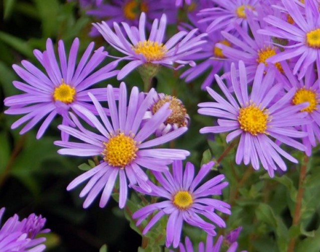 Acheter Aster Hirsute Prof. Anton Kippenberg - Aster Dumosus (Pack de ...