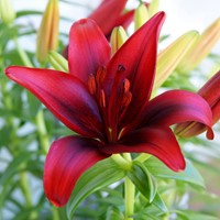 Acheter Lys Asiatique Rouge? Commandez en ligne au Jardinerie Koeman
