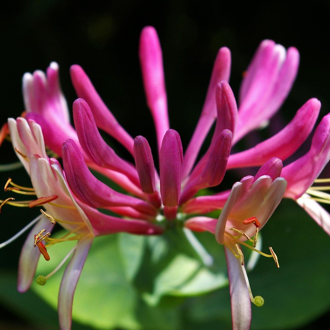 Acheter Lonicera Heckrottii Goldflame - Chèvrefeuille? Commandez en ...