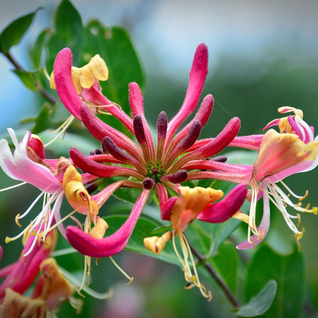 Acheter Lonicera Henryi - Chèvrefeuille? Commandez en ligne au ...